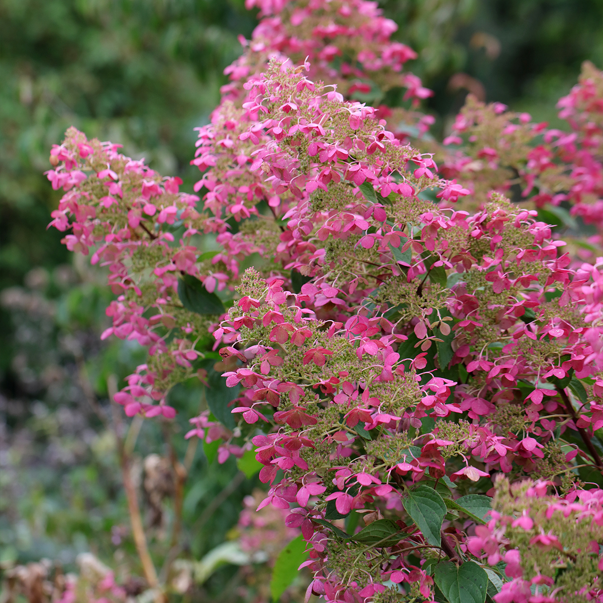 Pink diamond hydrangea store