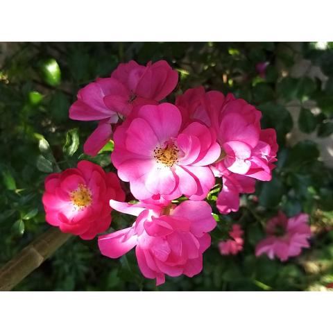 Rosa Rigo Néon - Bodendecker-Rose