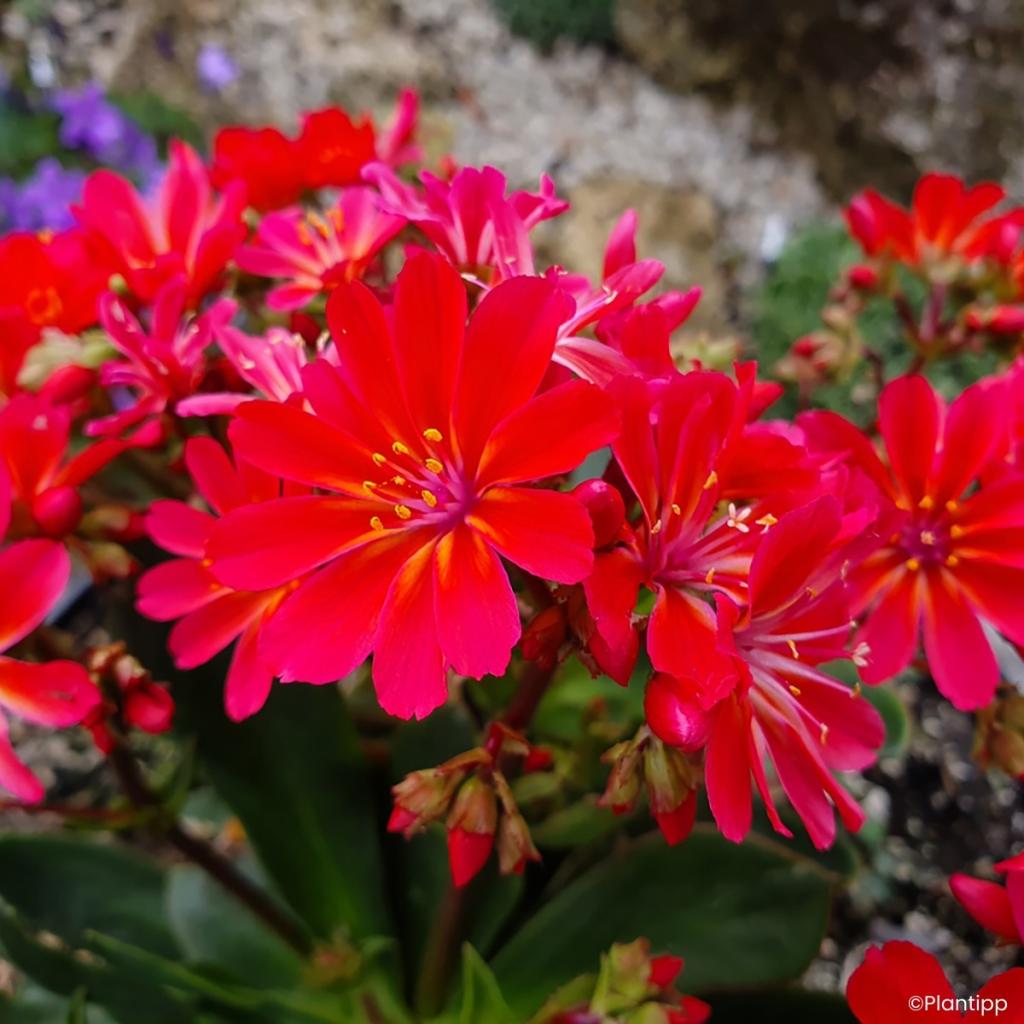 Lewisia Bekommt Gelbe Blatter