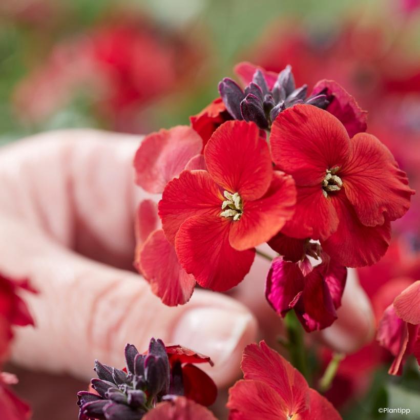 Garten-Goldlack Colour Vibe Red - Erysimum